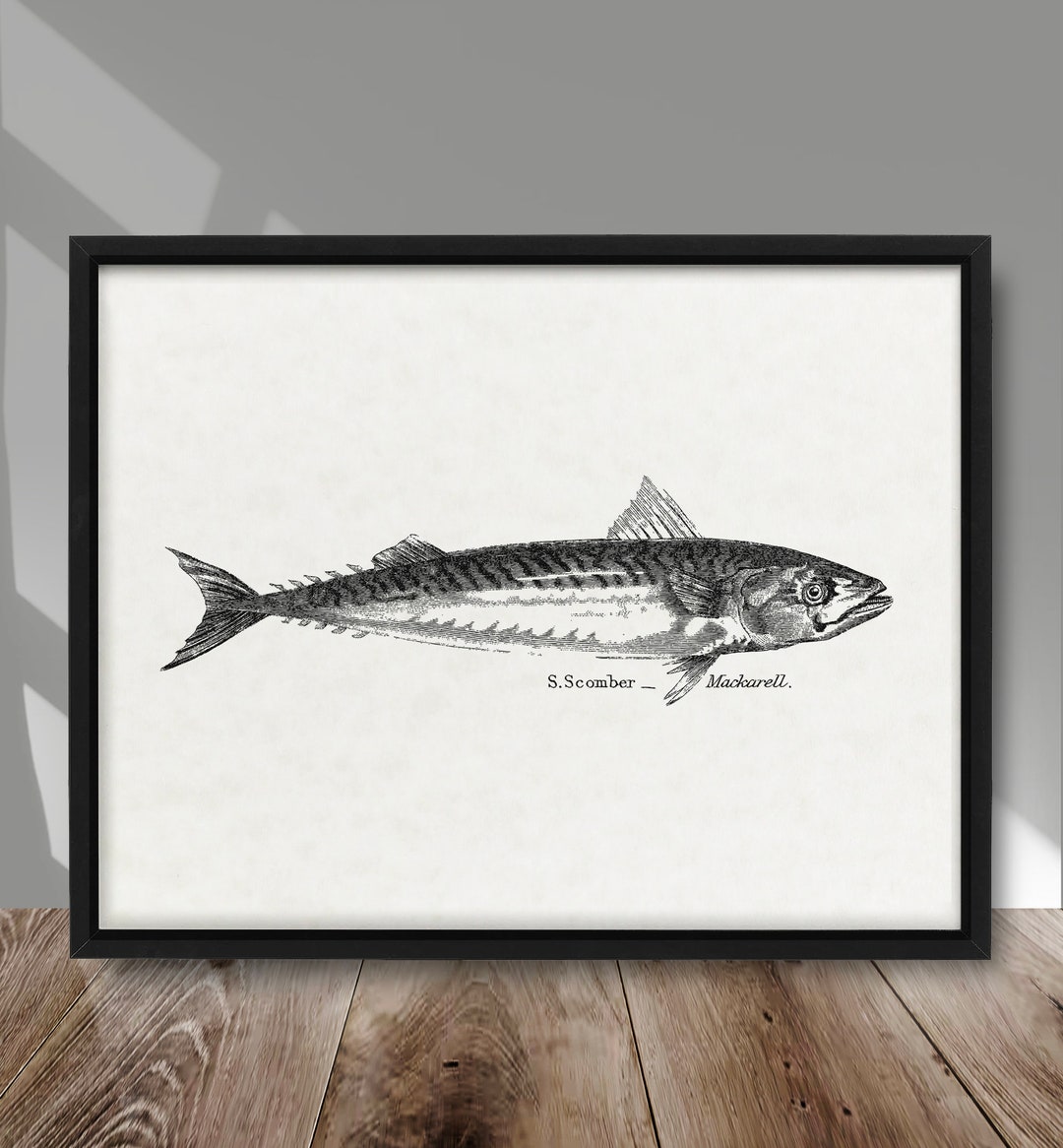 Mackerel Fish Print, Mackerel Fish Art Poster, Mackerel Fish Drawing ...