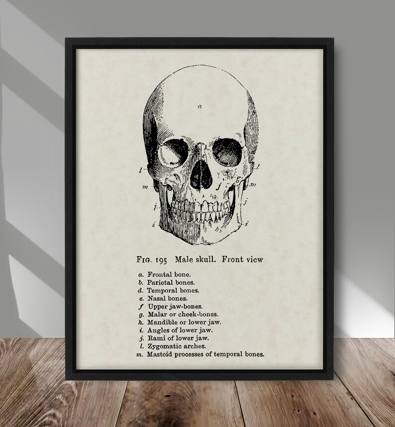Anatomical Skull Front View Poster, Human Skull Detail Chart Print ...