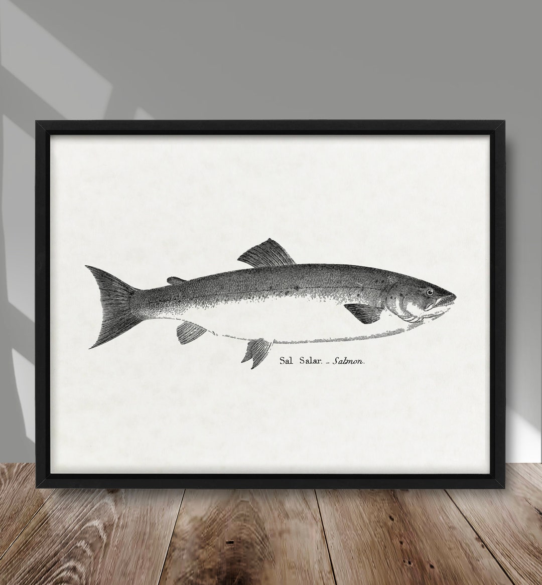 Salmon Poster, Salmon Art Print, Salmon Drawing Art Print, Vintage Fish ...