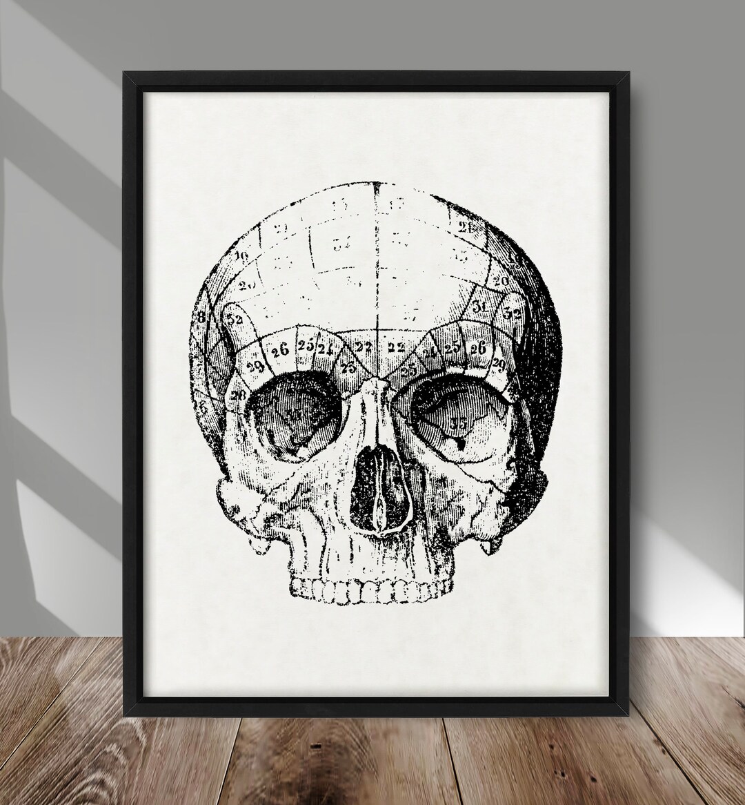 Human Skull Detail Chart Print, Anatomical Skull Poster, Skeletal ...