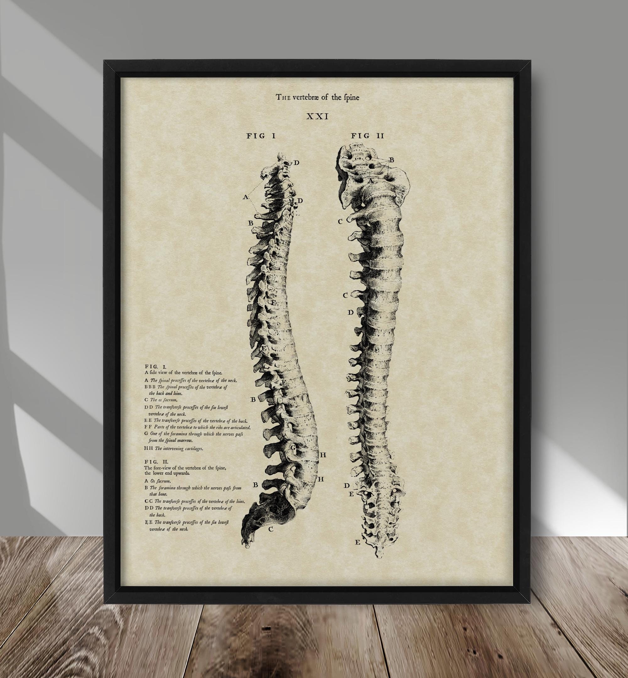 Vintage Anatomy Spine Art Print, Anatomy Vertebral Column Artwork ...