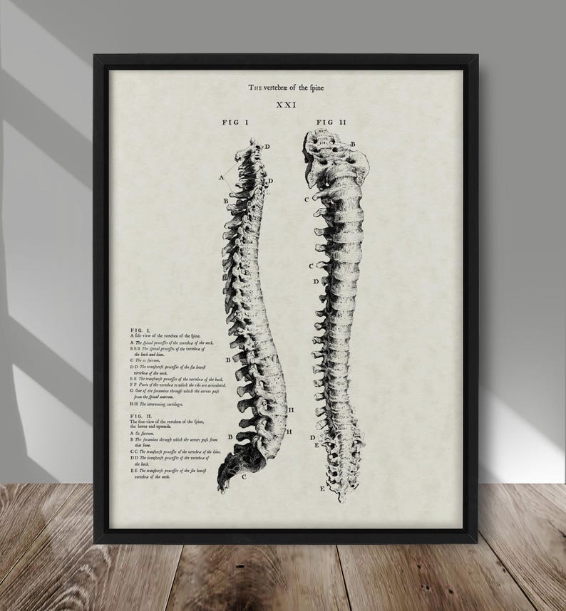 Vintage Anatomy Spine Art Print, Anatomy Vertebral Column Artwork ...
