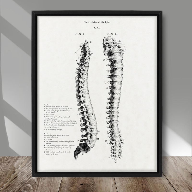 Spine Anatomical Artwork - Etsy