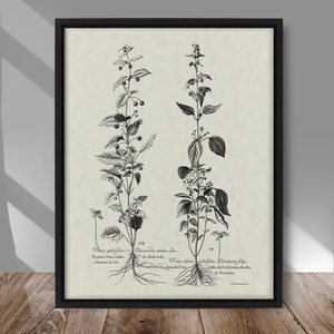 Vintage Botanical Black and White Poster, Botanical Vintage Artwork ...