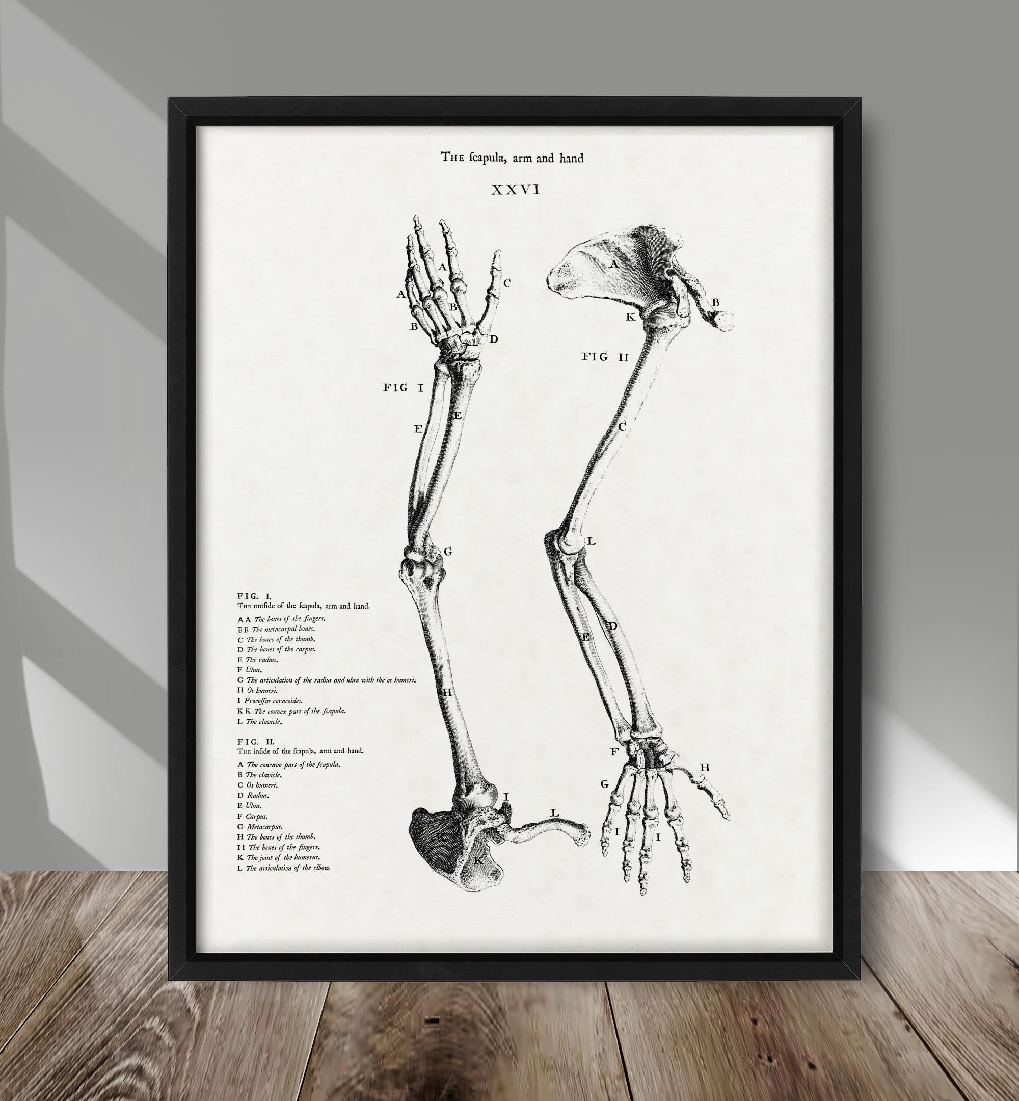 Vintage Anatomy Art Print, Arm and Hand Drawing Poster, Human Skeleton ...