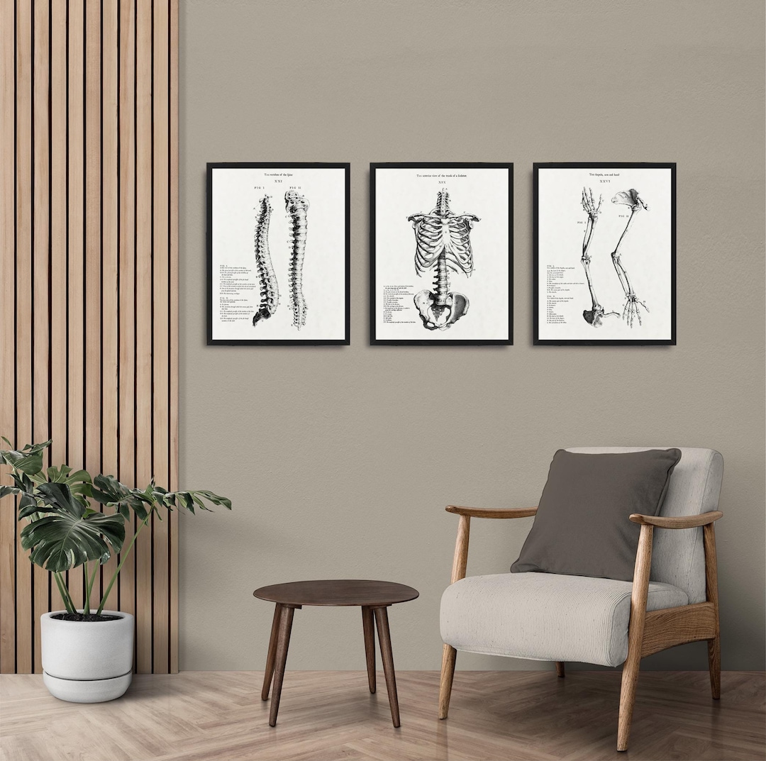 Anatomy 3 Poster Set, Vertebrae of the Spine Print, Human Trunk ...