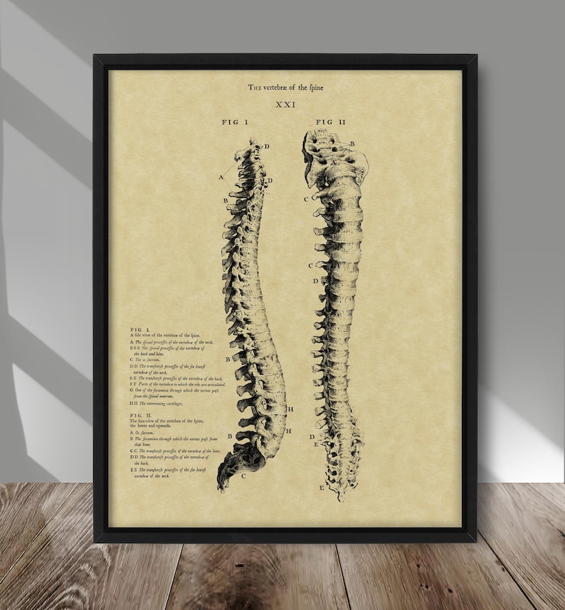 Vintage Anatomy Spine Art Print, Anatomy Vertebral Column Artwork ...