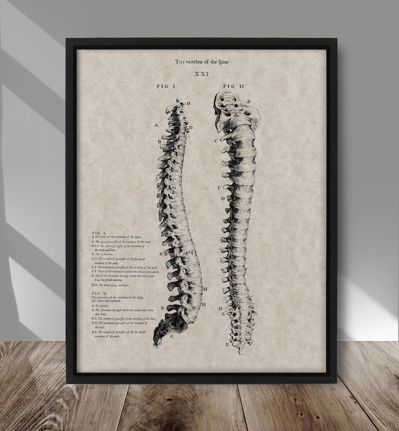 Vintage Anatomy Spine Art Print, Anatomy Vertebral Column Artwork ...