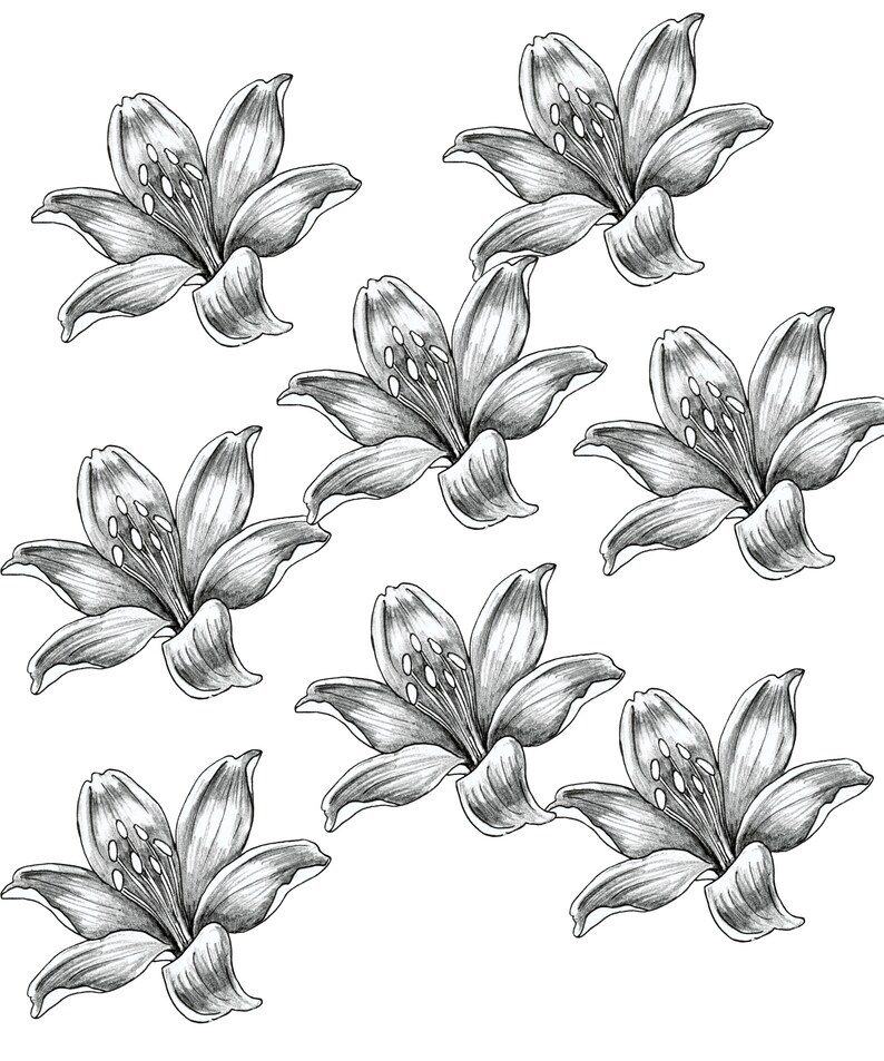 Lilly Flower Art Print: Graphite Pencil Wildflower Sketch (instant ...