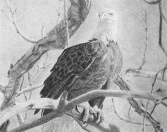 Portrait of a Bald Eagle, National Emblem of America. Menacing Staring ...