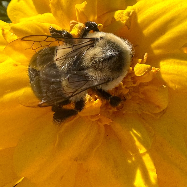 Bee Photo Prints, 5x7 Mounted Choice of 1 or 2 - Etsy