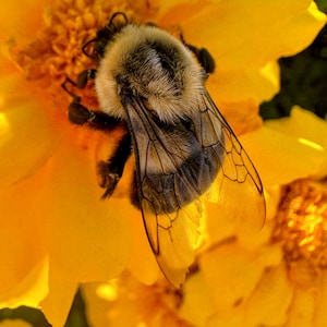 Bee Photo Prints, 5x7 Mounted Choice of 1 or 2 - Etsy