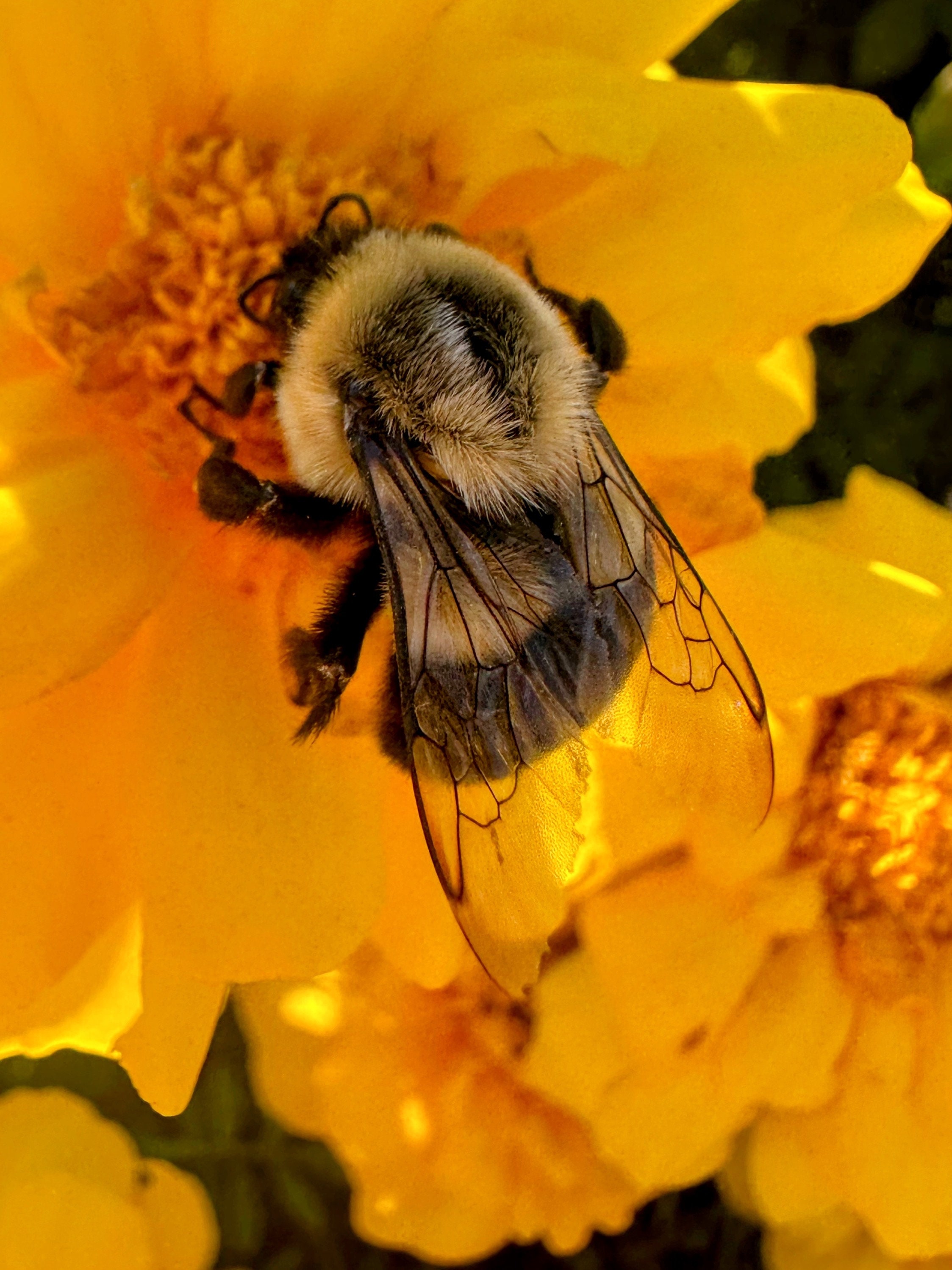 Bee Photo Prints, 5x7 Mounted Choice of 1 or 2 - Etsy