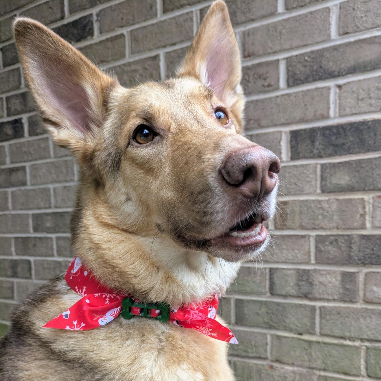 The Bandanabone - Festive Green | the Adjustable Bandana Fastener for ...