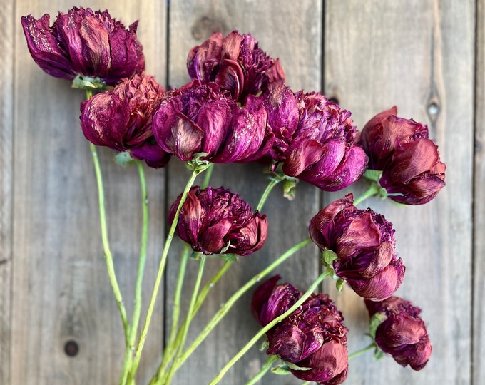 Dried Peonies, 10 Stems, Dried Flowers, Everlasting Flowers, Wedding ...