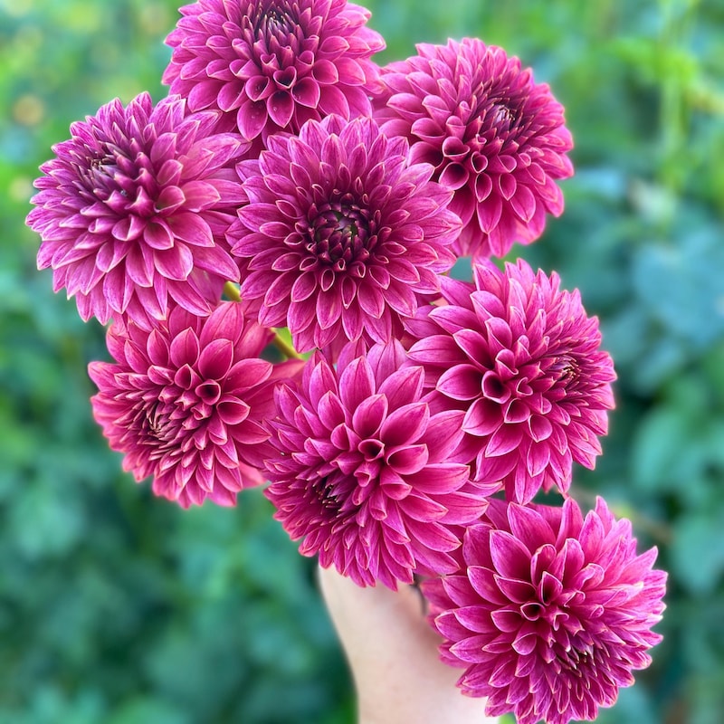 Kaws Flower - Etsy