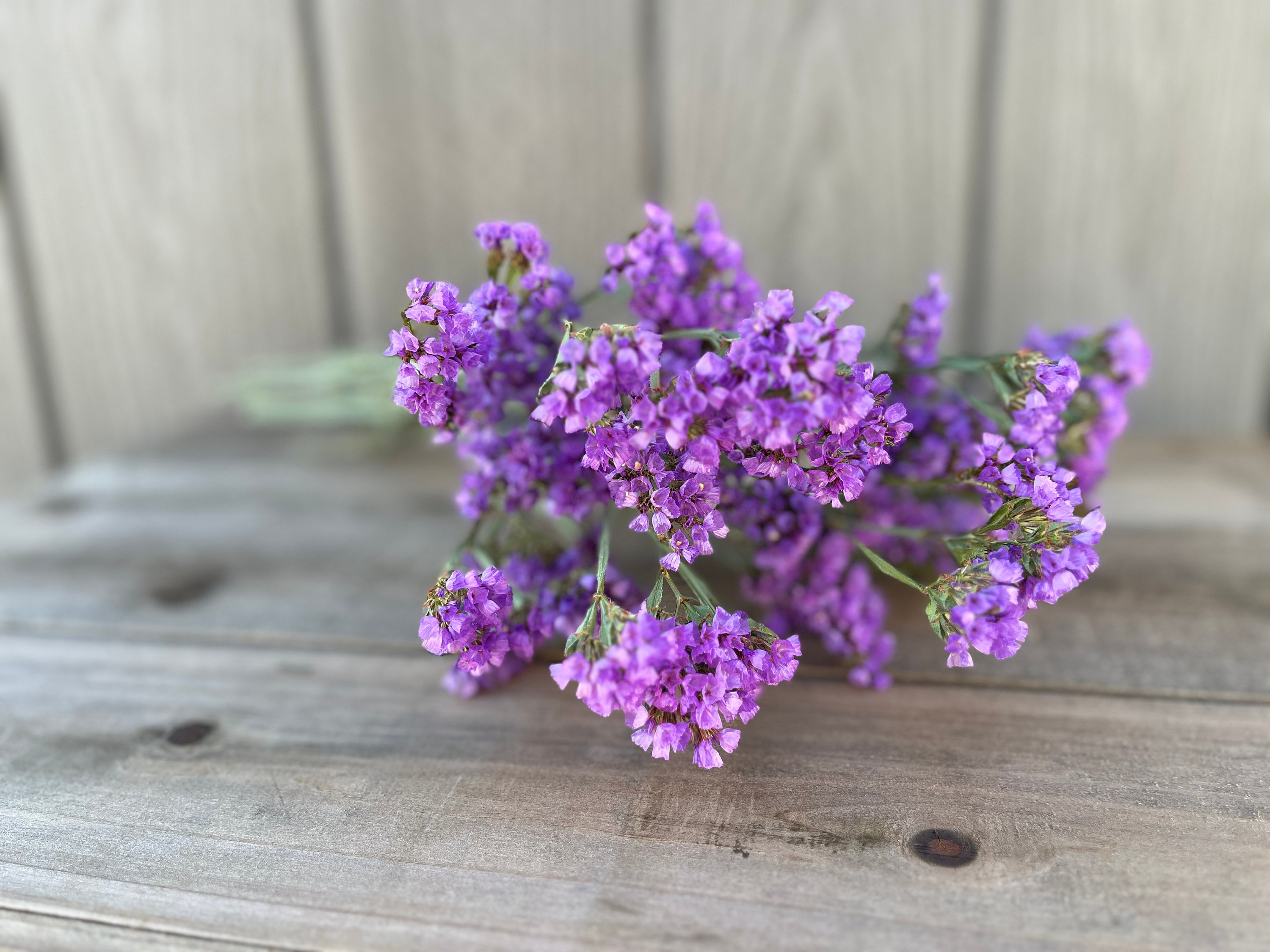 Dried Statice, Dried Flowers, Soft Violet Purple, Everlasting Flowers ...