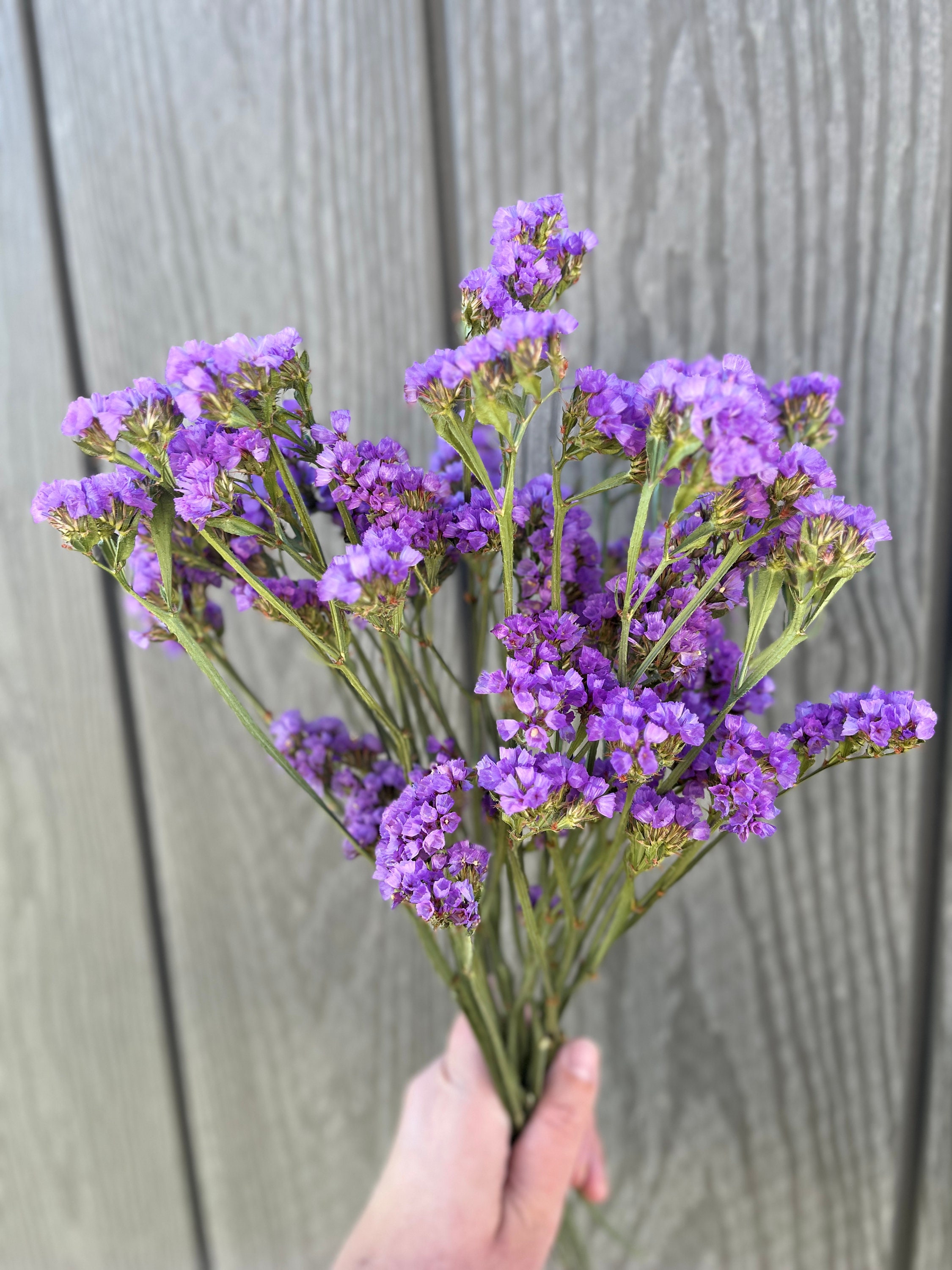 Dried Statice, Dried Flowers, Soft Violet Purple, Everlasting Flowers ...
