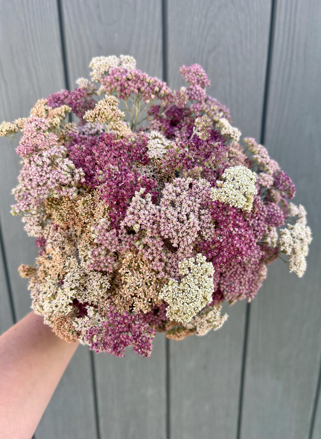 Dried Yarrow Flowers - 18 to 20 Stems - Etsy