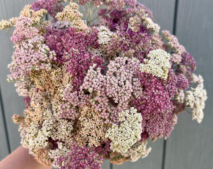 Dried Yarrow Flowers - 18 to 20 Stems - Etsy