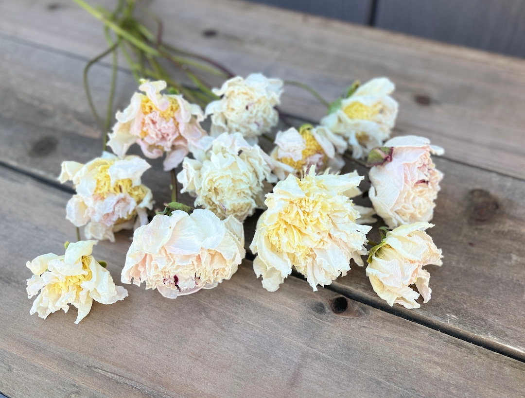 Dried Peonies, 11 Stems, Dried Flowers, Everlasting Flowers, Wedding ...