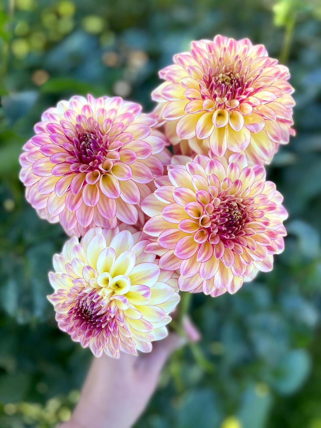 Ka's® Mocha Katie Dahlia Tuber, Pre Order Ships April, Yellow Dahlia ...