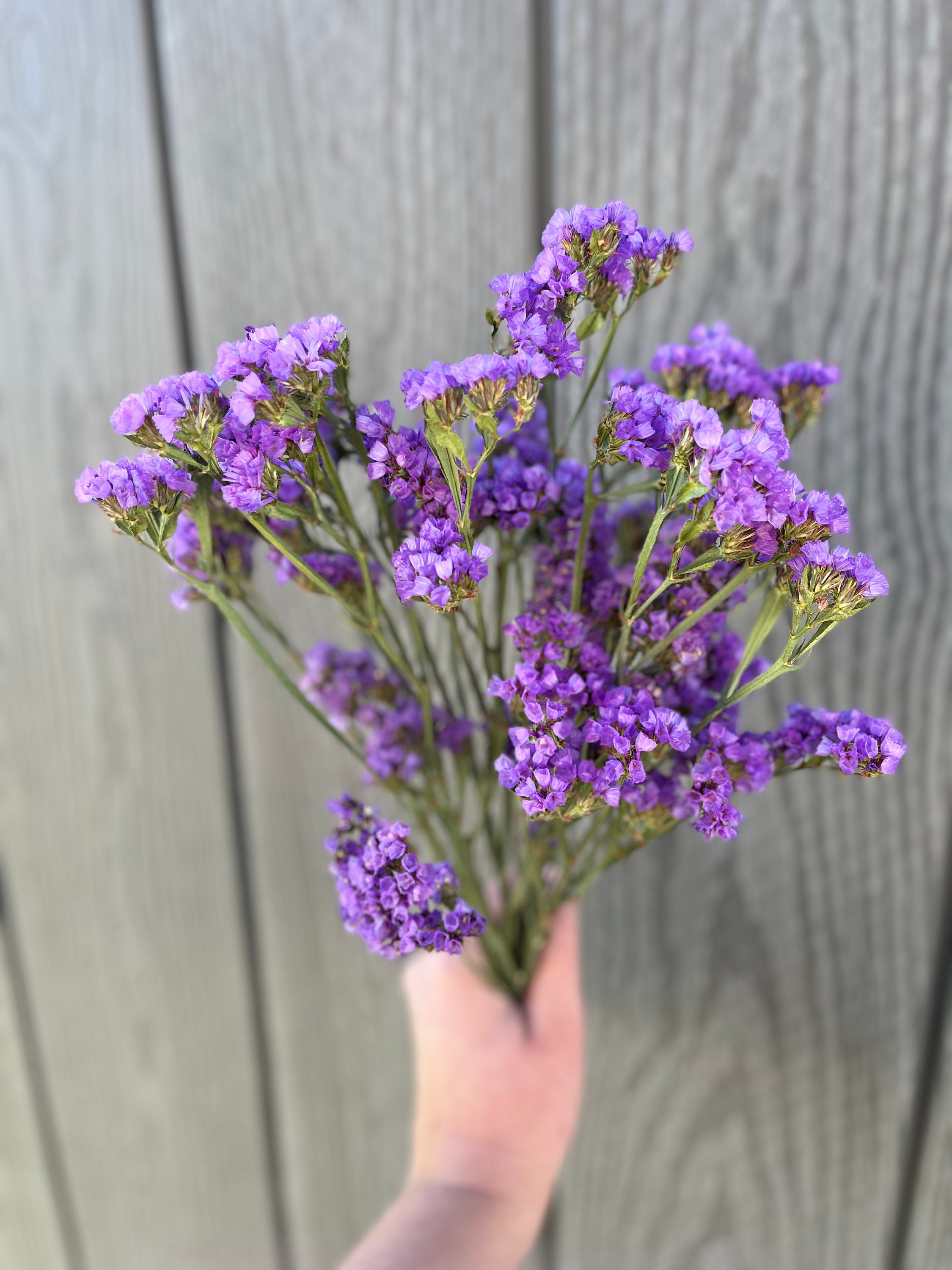 Dried Statice Flowers in Soft Violet Purple - Etsy
