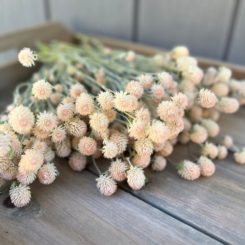 Honesty Dry Flowers - Etsy