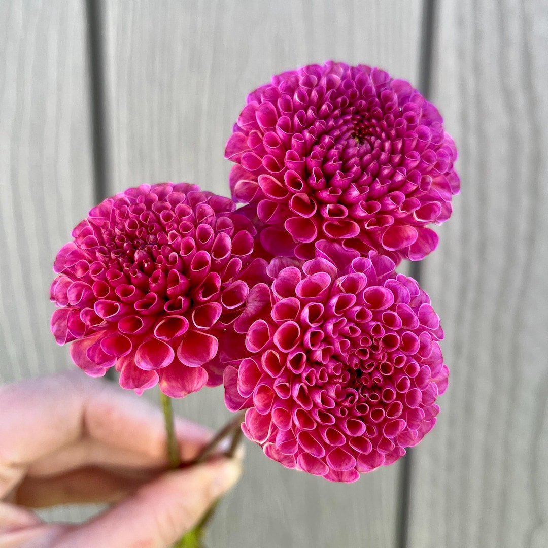 Koko Puff Dahlia Tuber, Pre Order Ships April, Purple Dahlia, Mauve ...