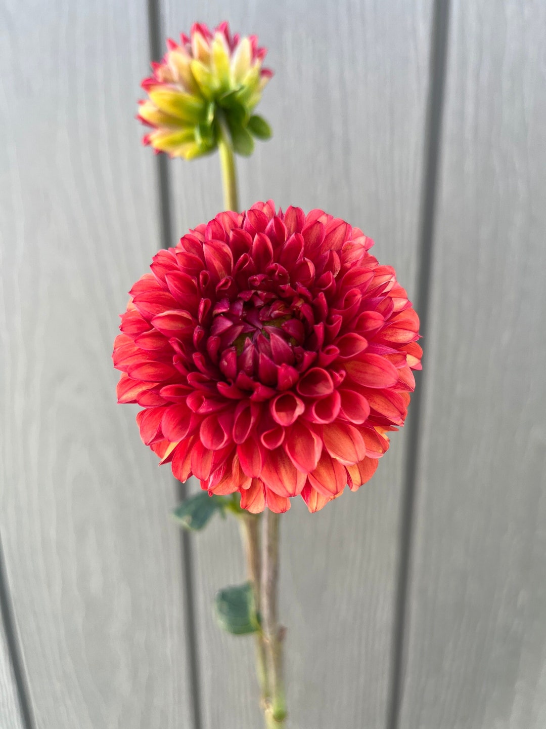 Brown Sugar Dahlia Tuber, Pre Order Ships April, Red Dahlia, Orange ...