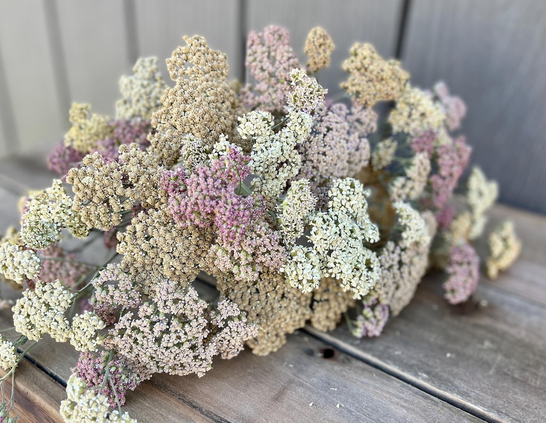 Dried Yarrow, Dried Flowers, Pastel, Pink, Cream, Everlasting Flowers ...