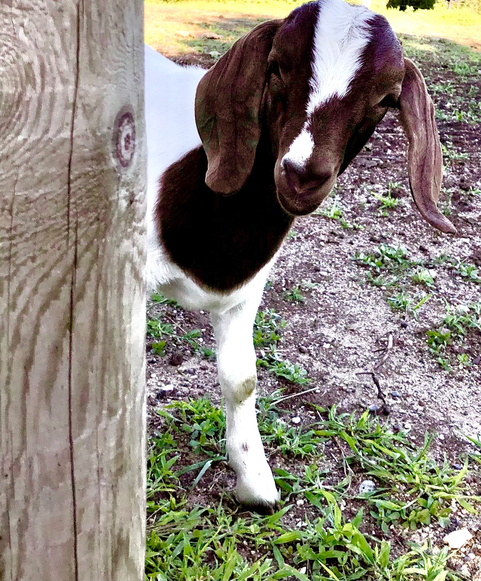 Peek-a-boo Goat/ Digital Photo/digital Downloaf - Etsy