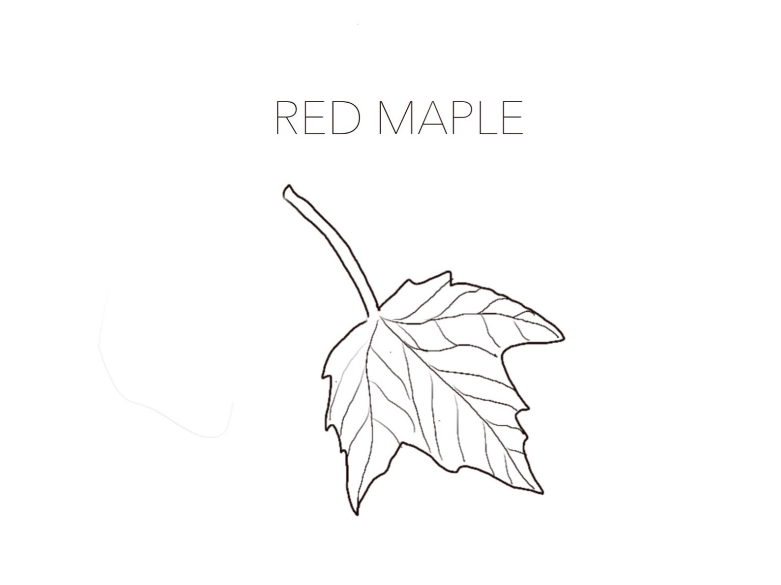 Printable Leaves Coloring Pages - Educational Activity for Kids - Etsy