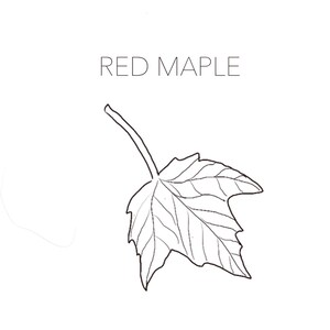 Printable Leaves Coloring Pages - Educational Activity for Kids - Etsy