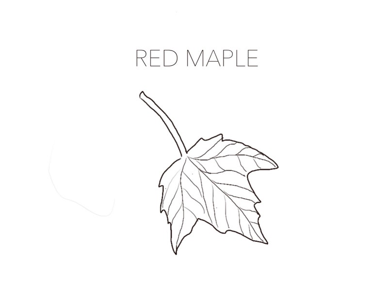 Printable Leaves Coloring Pages - Educational Activity for Kids - Etsy