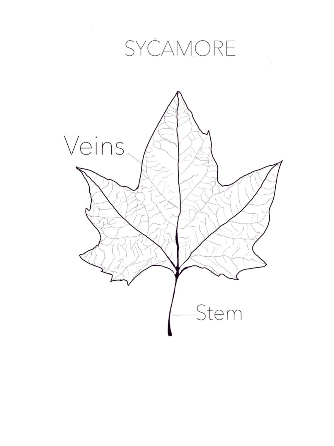 Printable Leaves Coloring Pages - Educational Activity for Kids - Etsy