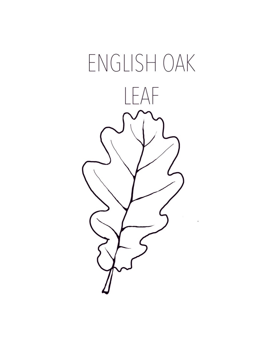 Printable Leaves Coloring Pages - Educational Activity for Kids - Etsy