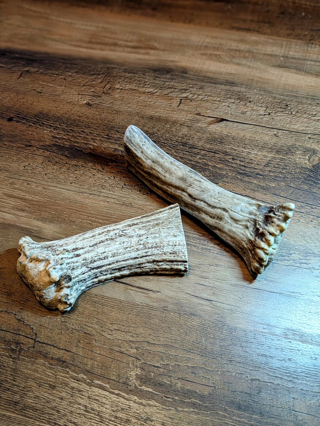 Jumbo Moose Antler Dog Chew: Extra Long-lasting for Aggressive Chewers ...