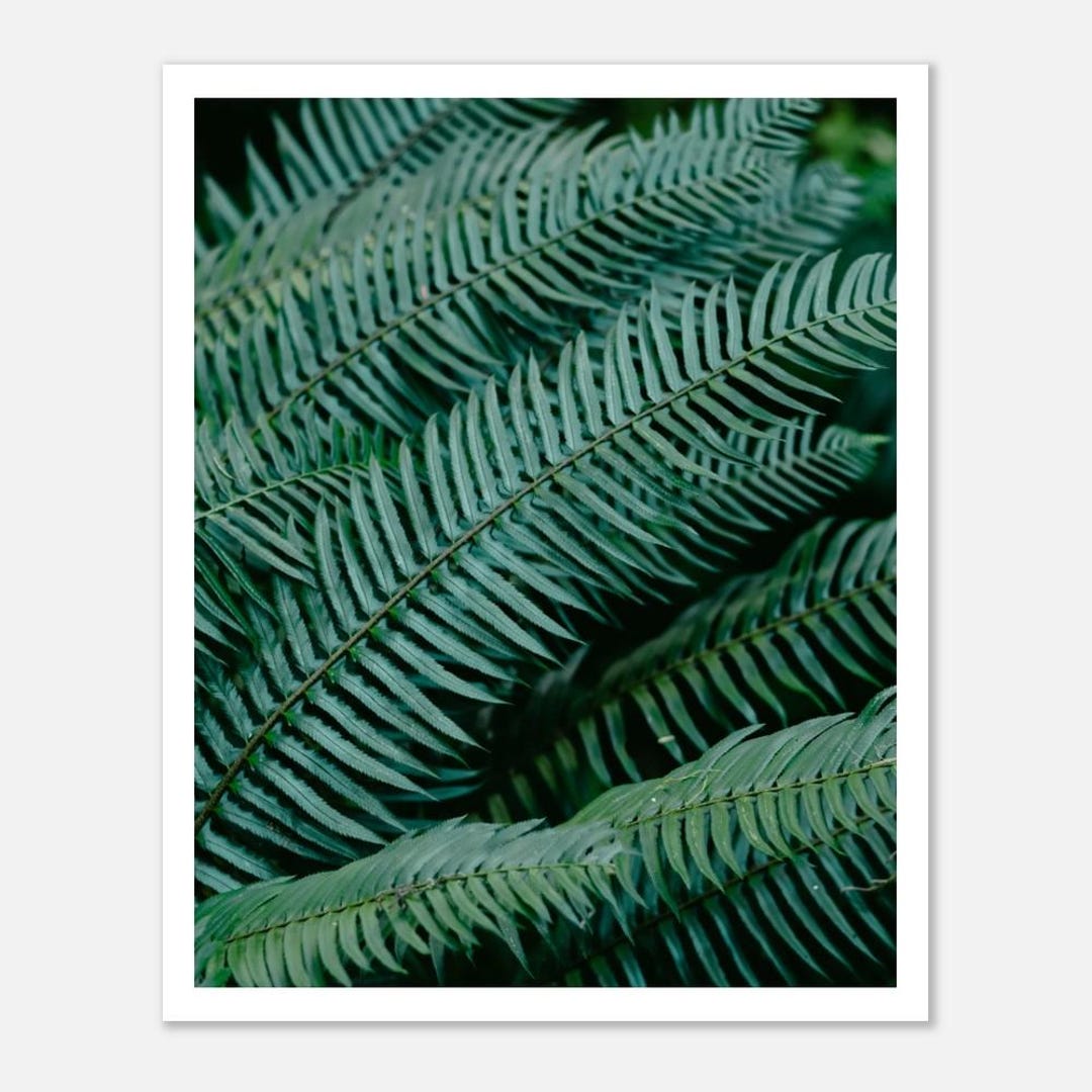 Simple Ferns Poster | Nature Decor | Wall Art - Etsy