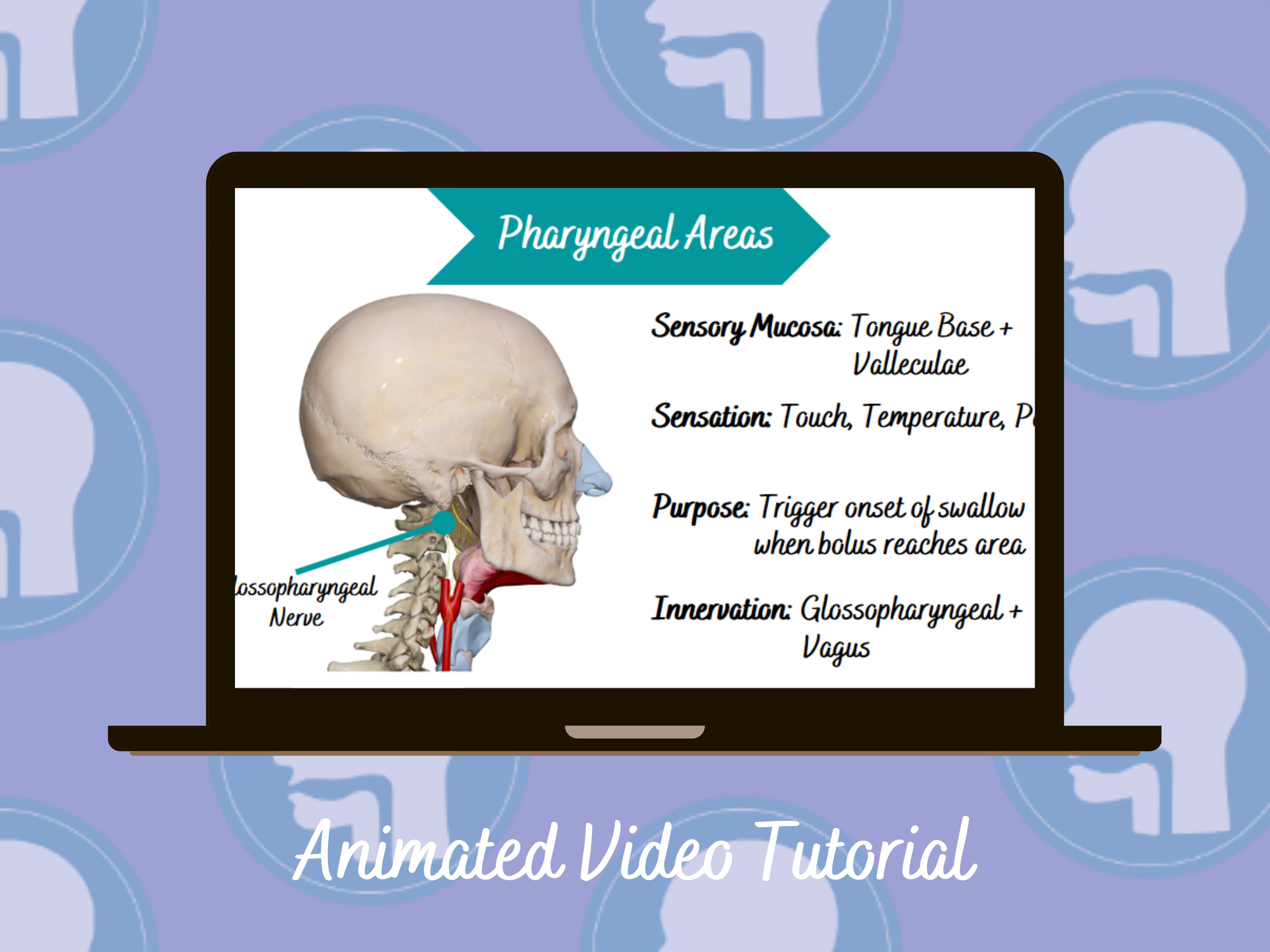 Adult Speech Therapy DYSPHAGIA COURSE (pharyngeal Sensation) Speech ...