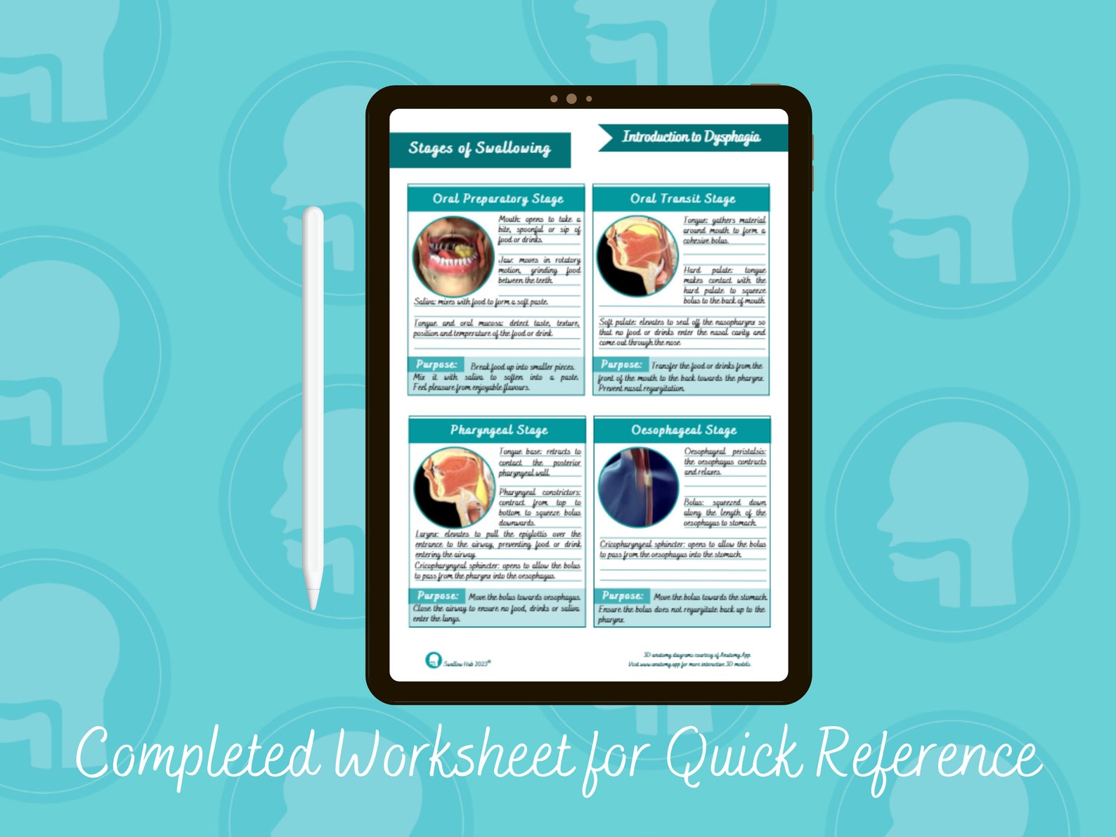 Adult Speech Therapy DYSPHAGIA COURSE (stages of Swallowing) Speech ...