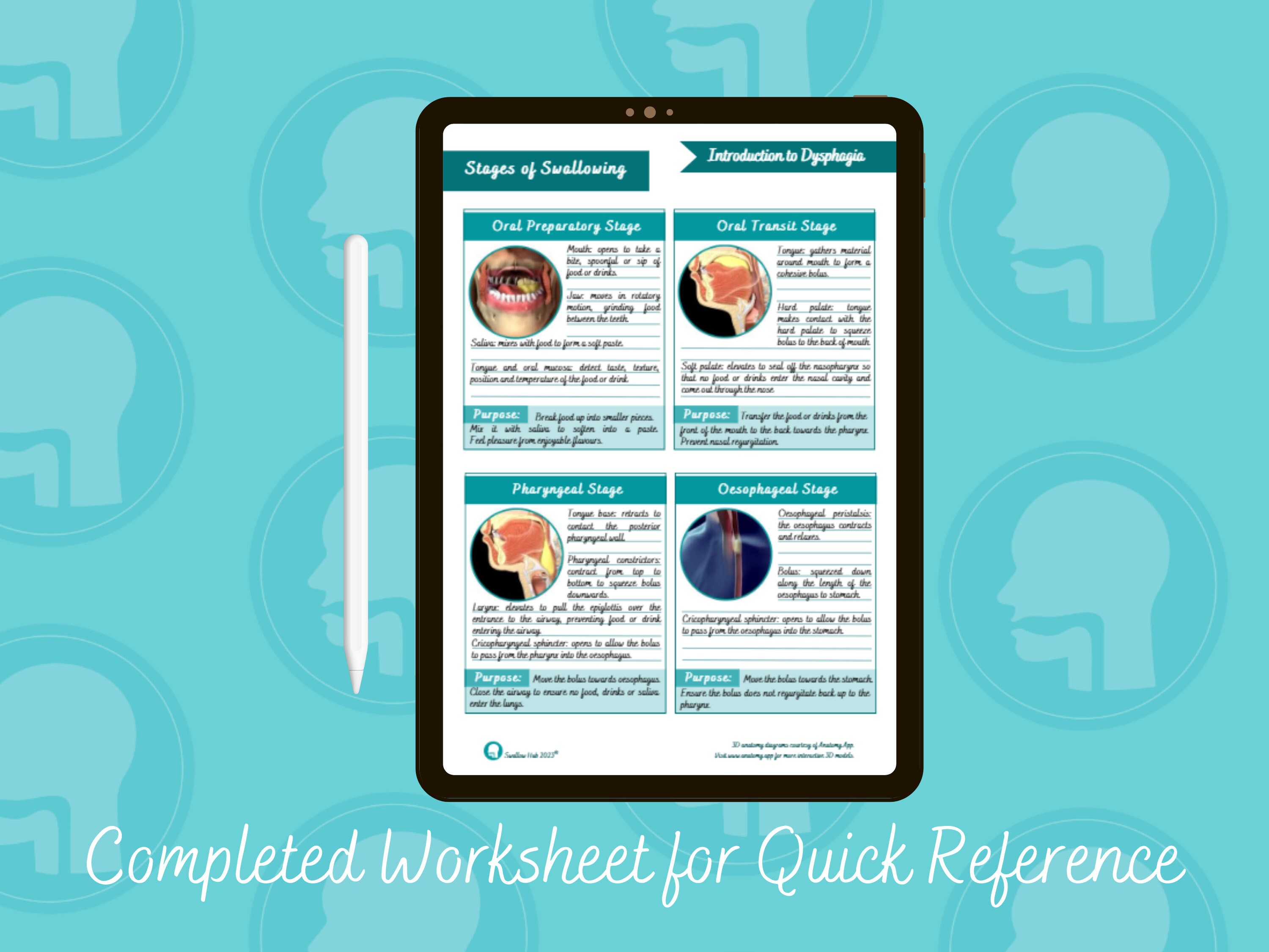 Adult Speech Therapy DYSPHAGIA COURSE (stages of Swallowing) Speech ...
