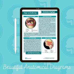 Adult Speech Therapy DYSPHAGIA COURSE (stages of Swallowing) Speech ...