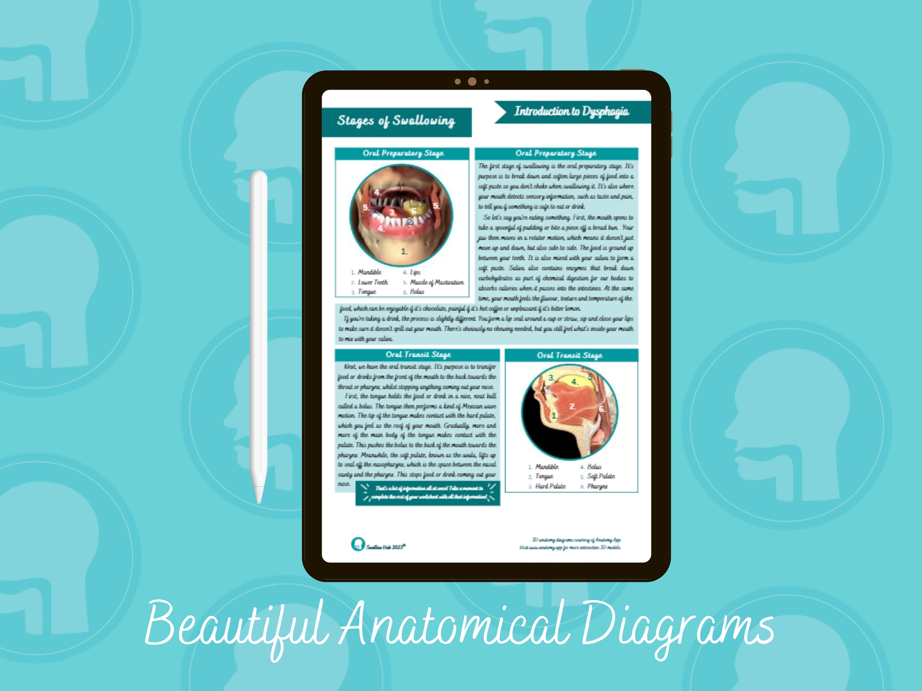 Adult Speech Therapy DYSPHAGIA COURSE (stages of Swallowing) Speech ...