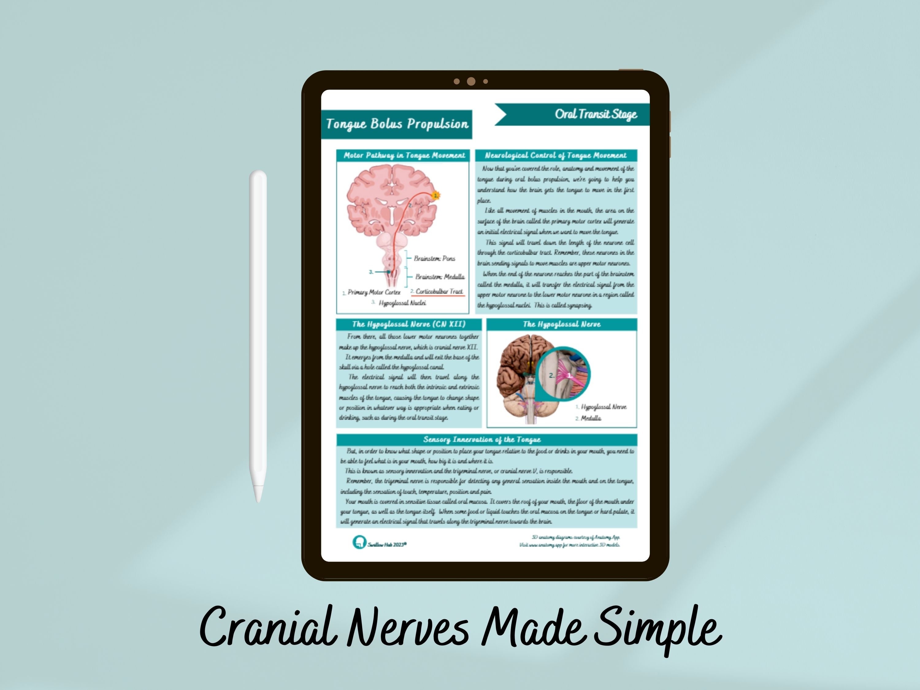 Adult Speech Therapy DYSPHAGIA COURSE tongue Bolus Propulsion Speech ...