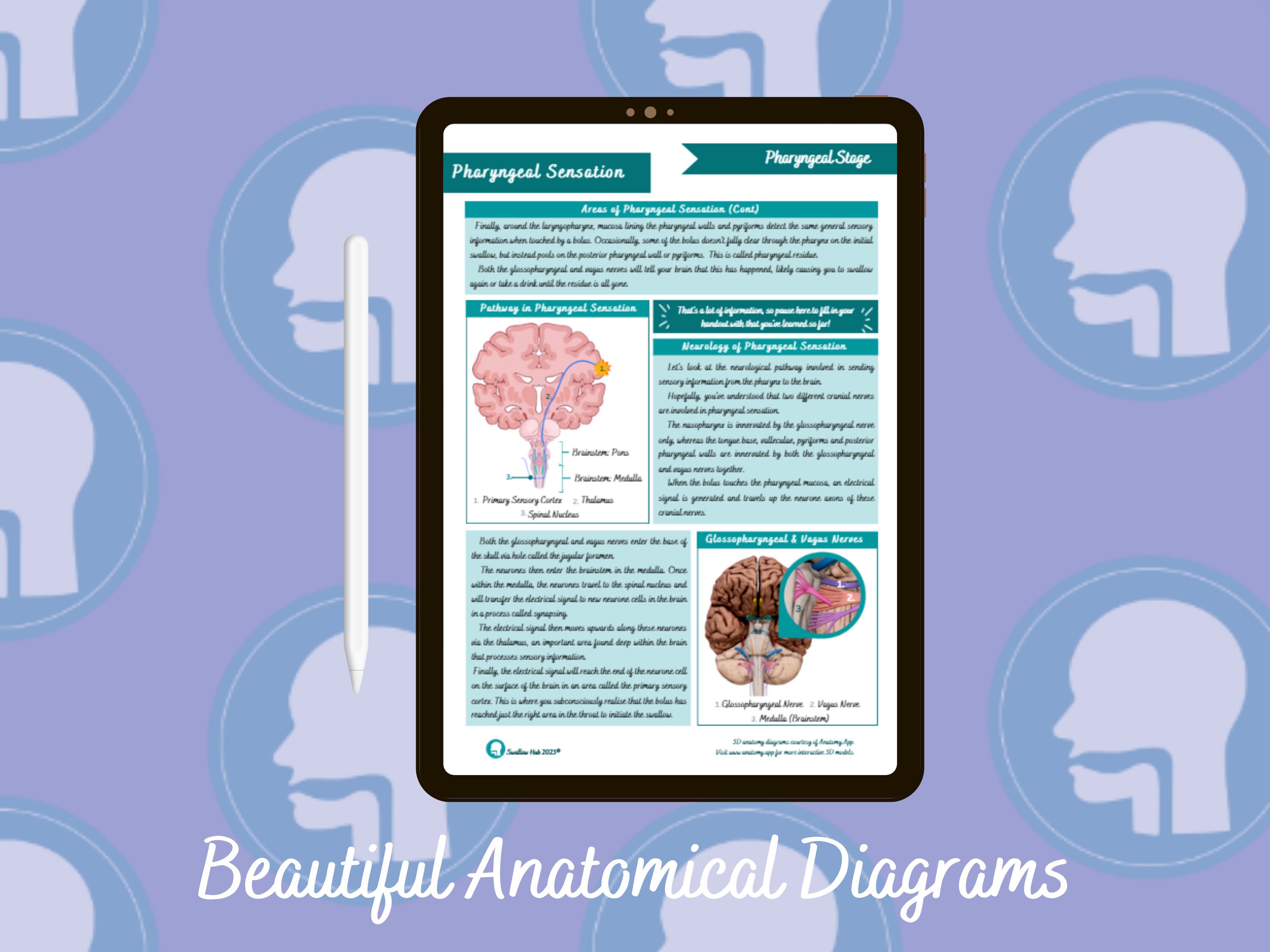 Adult Speech Therapy DYSPHAGIA COURSE (pharyngeal Sensation) Speech ...