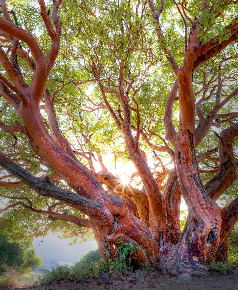 Madrones Tree - Etsy