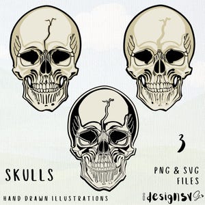 Skull Clip Art, Skull PNG, Human Skull PNG, Skull Head SVG, Skull ...