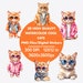 Watercolor Cool Cats Digital PNG Pack, Png Files, Png Designs, Digital ...