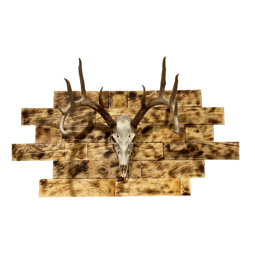 Rustic European Mount Deer Mount Shoulder Mount - Etsy